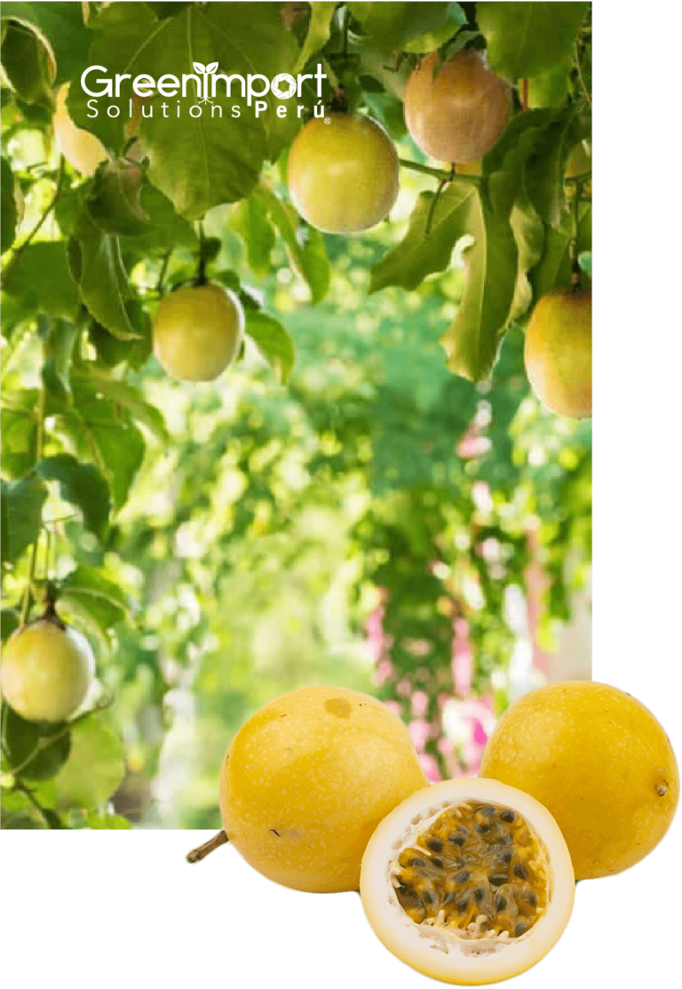 Inicio | Green Import Solutions | Empresa importadora de productos